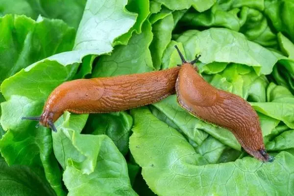 Slug në gjethe