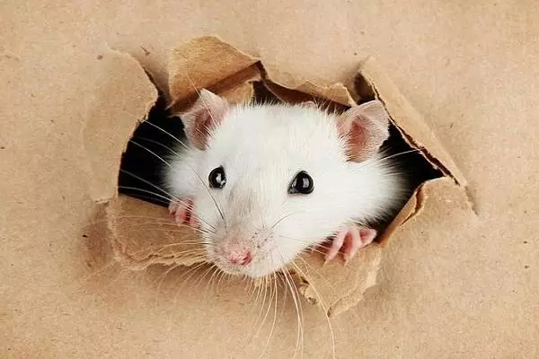 Rato como roedor