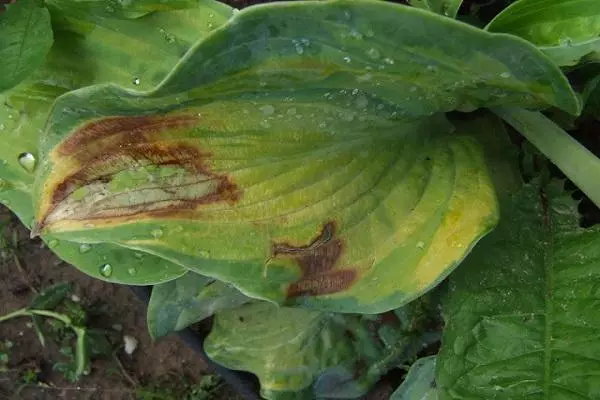 Kugawidwa fungus