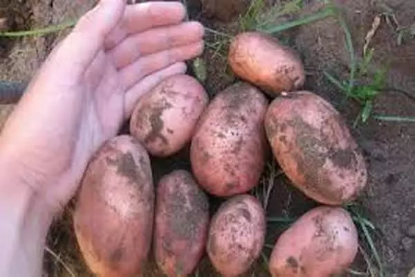 Varietà di patate Ryabinushka.