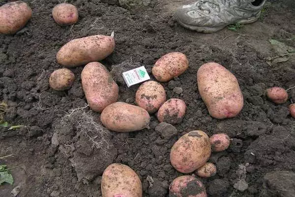 Prendre soin des pommes de terre