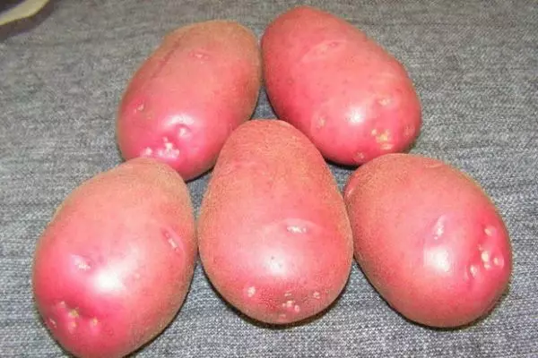 Potato ryabinushka