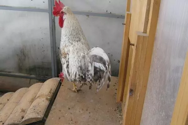 Rooster a Poulet Coop