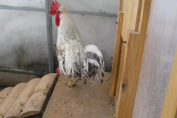 Rooster ao amin'ny akoho akoho