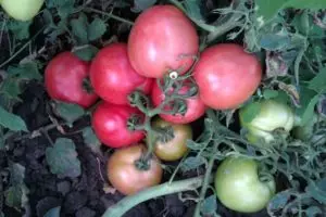 明らかに見えないトマト品種の特徴と説明、その歩留まり