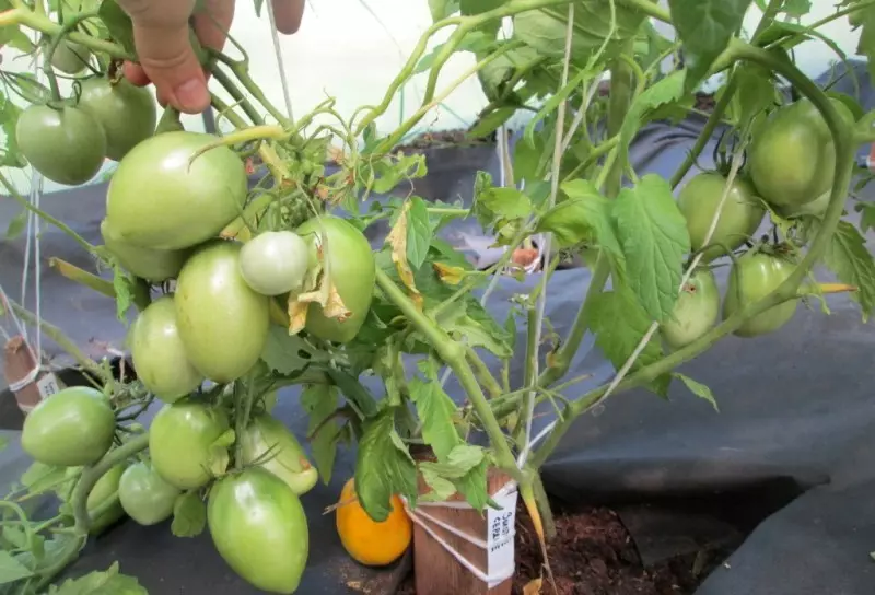 Tomaten ugepasst