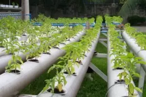在水培中種植西紅柿，選擇解決方案和最佳品種