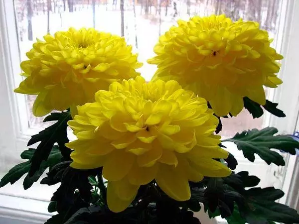 Rumena chrysanthemums.