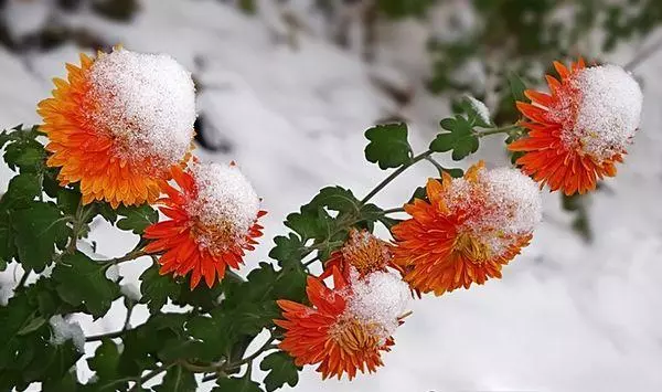 Chrysanthemum Winter.