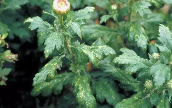 Izifo zeChrysanthemum