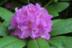ကုထုံးဆိုင်ရာဂုဏ်သတ္တိများ Rhododendron ၏ Rhododendron,