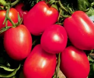 Kenmerken en beschrijving van tomaten de Barao variëteit