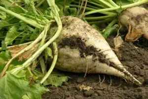 Varieties, cultivation and care for feed beets, its difference from sugar