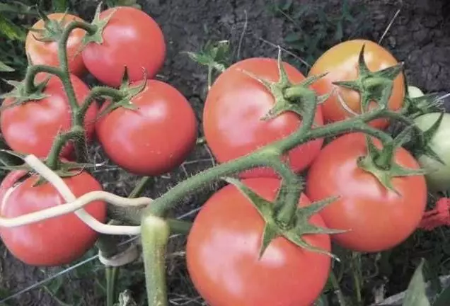 Tomaten blykber ûnsichtber yn 'e tún