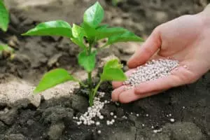 Tipus i característiques dels fertilitzants minerals, orgànics, fosfats, potash i nitrogen