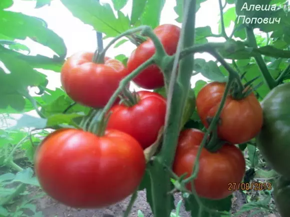 Kríky paradajky alyosha popovich