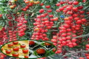 Beskrywing van die Tomato Variety Magic Cascade en sy eienskappe