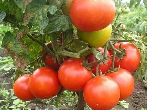 Bushes tomato gina.