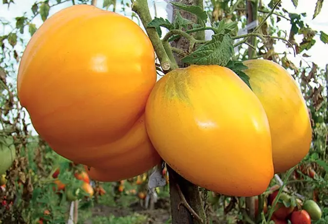 Mga Tomato Bushes King Siberia