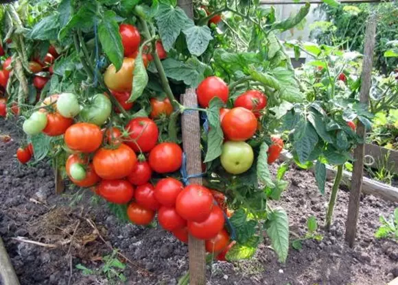 Alpha tomato sa bukas na lupa