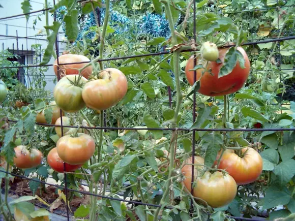 Tomato garter in the garden