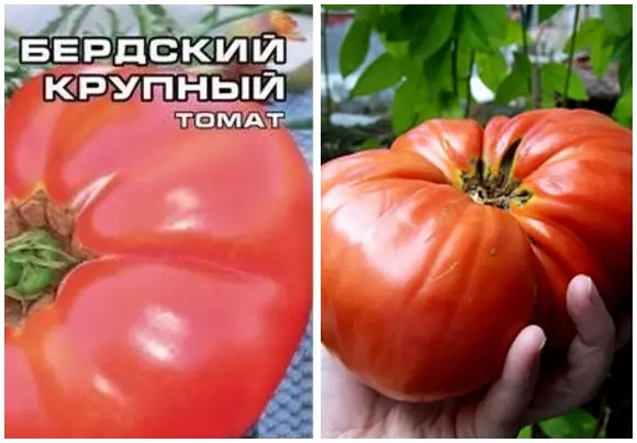 Mga buto ng tomatas berdy.