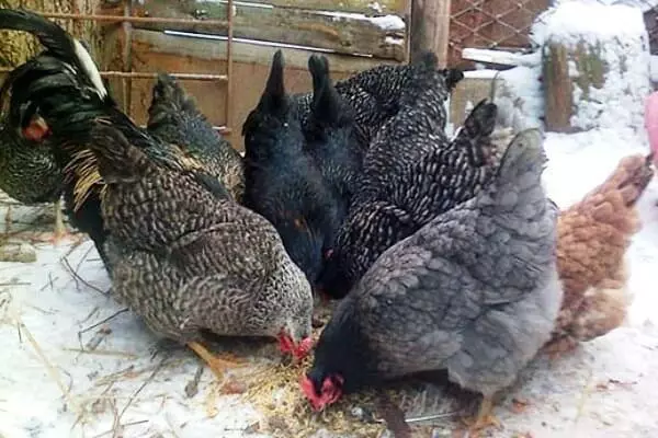 Kippen in de winter