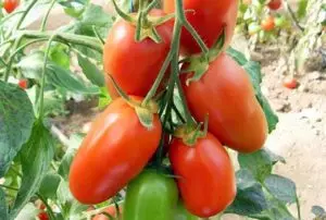 Kenmerkende en beschrijving van een verscheidenheid aan tomaat dames