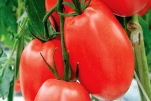 ลักษณะและคำอธิบายของความหลากหลายของ Tomato Duskey Red
