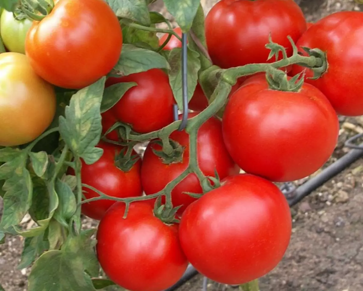 Arbustoj tomato sunleviĝo