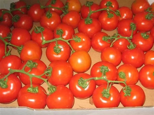 Tomatoj sunleviĝo en skatolo