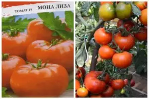 Beskrywing van die verskeidenheid Tomato Mona Lisa en sy eienskappe