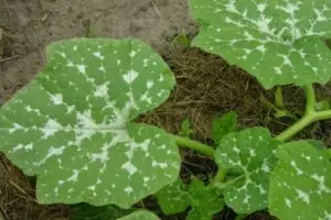 オープン土壌および害虫抑制におけるカボチャ疾患の治療