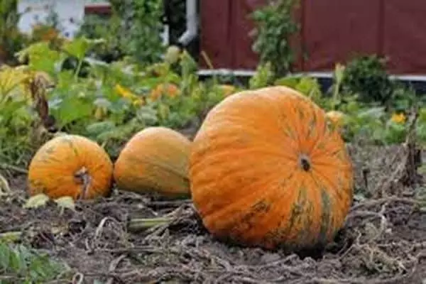 Rengîtiya Pumpkin a Varieties