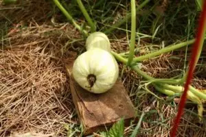 Cur síos ar an éagsúlacht na pumpkin Batternat, peculiarities de shaothrú agus cúram