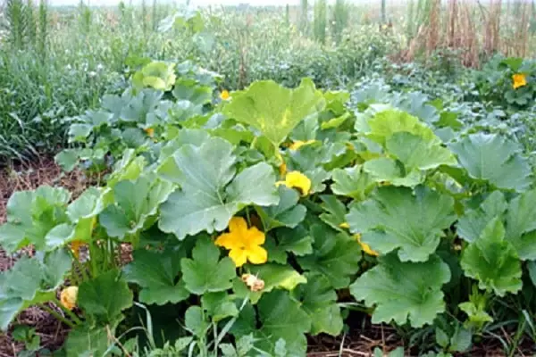 Blooming Pumpkin.