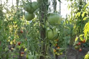Priskribo de la tomata vario Via Moŝto, ecoj de kreskado kaj zorgo