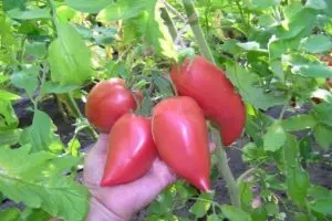 Priskribo de la tomata korea longdaŭra vario, ĝia karakterizaĵo kaj rendimento