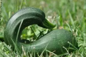 Cén fáth go bhfásann Zucchini sa chruth mícheart, nach bhfuil iontu