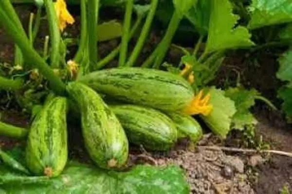 Zucchini auf dem Boden