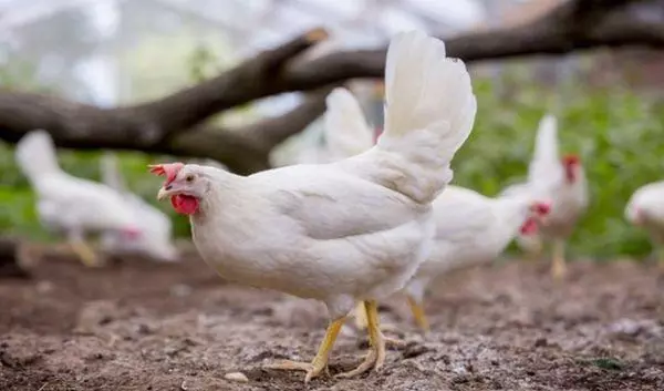 Chicken nesheeki