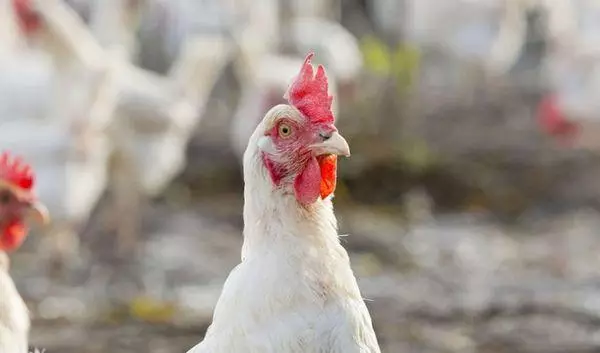 Chicken Nautushka.