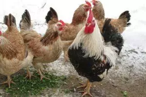Descrição e características completas da raça básica de galinhas, sutilezas de conteúdo