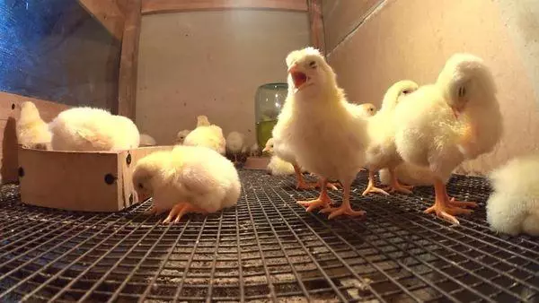 Κοτόπουλα σε ένα κλουβί