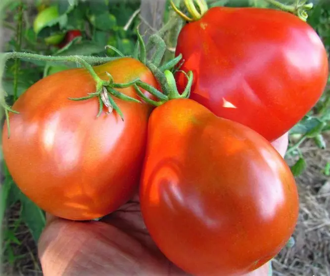 Tomato Siapan mewn llaw