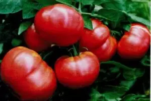 Tyypillinen ja kuvaus tomaattien sylvester f1, niiden saanto