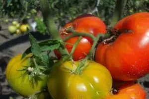 Descrierea tomatei de tomatofey, caracteristica și randamentul său