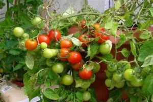 Grigorashik F1 tomat ap grandi ak deskripsyon Varyete