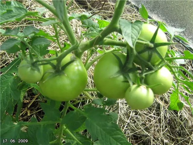 I-Tomato Khali Gali kwi-groke