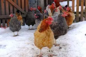Ce qui dépend de l'ovage des poulets à la maison en hiver et des moyens de l'augmenter